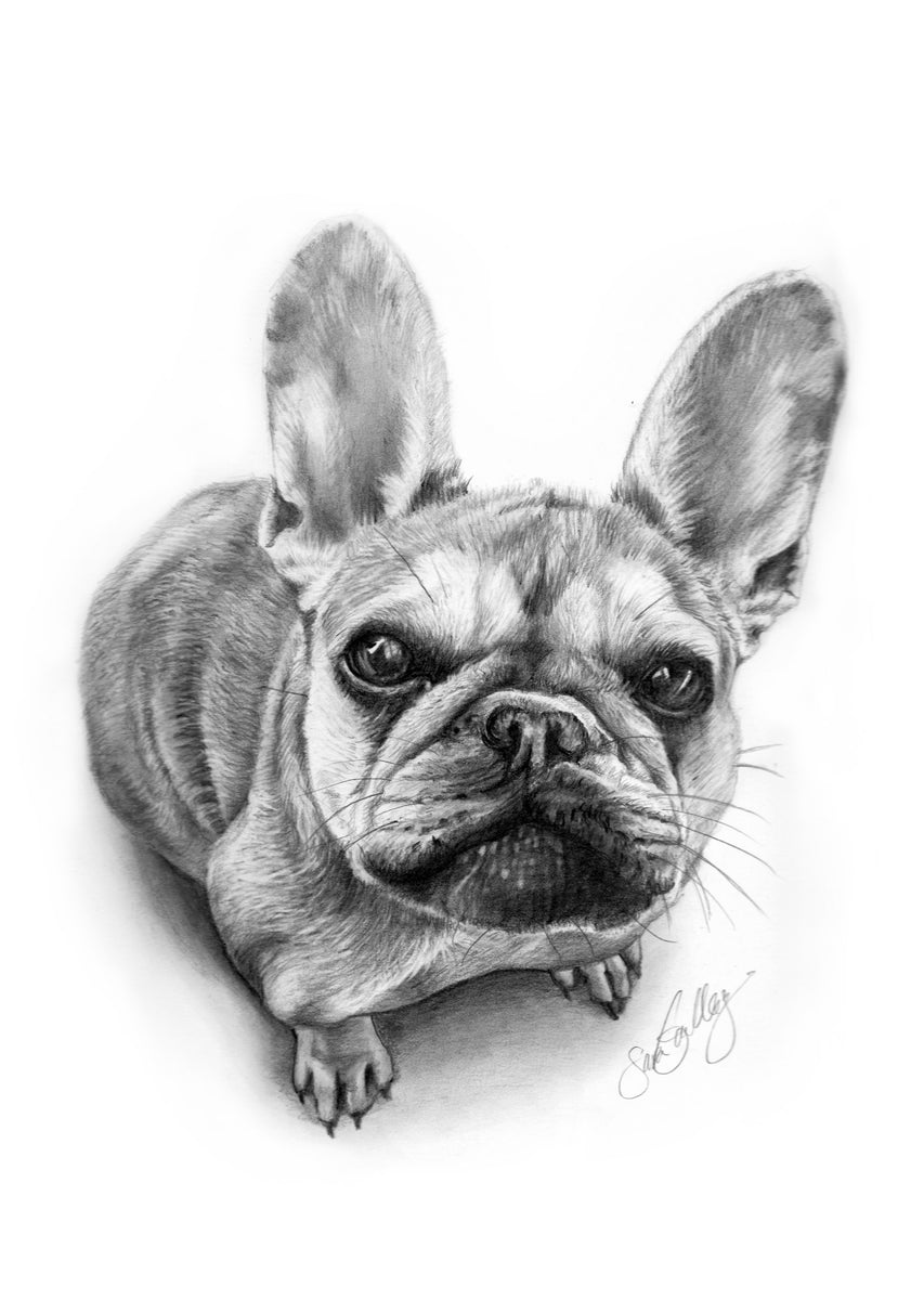 Fransk Bulldog / French Bulldog – Art For Animals