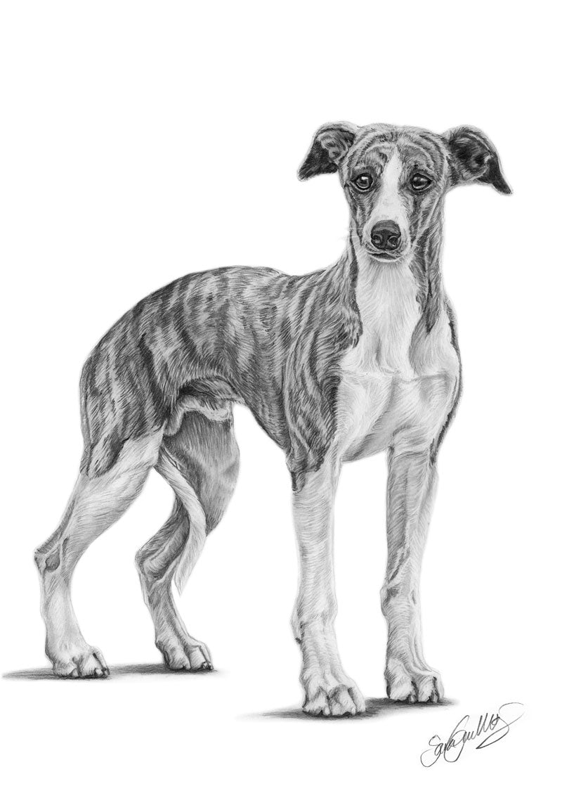 Whippet – Art For Animals