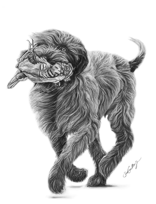 Korthals Griffon / Wirehaired Pointing Griffon – Art For Animals